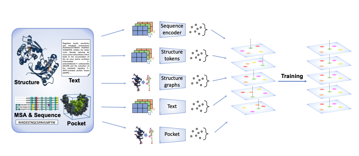 OneProt: Towards Multi-Modal Protein Foundation Models | Klemens Flöge